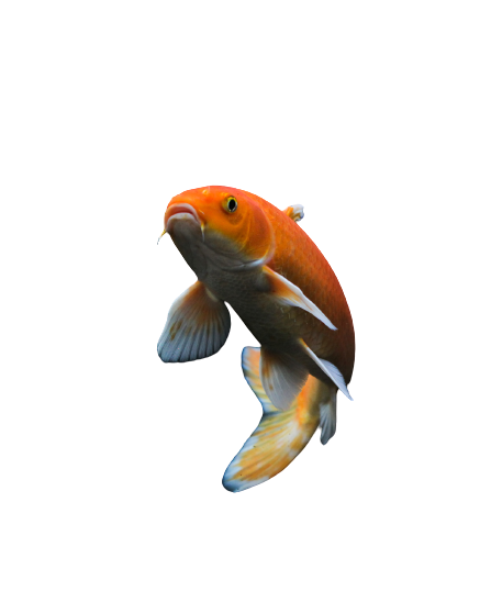 Home - Only Fins