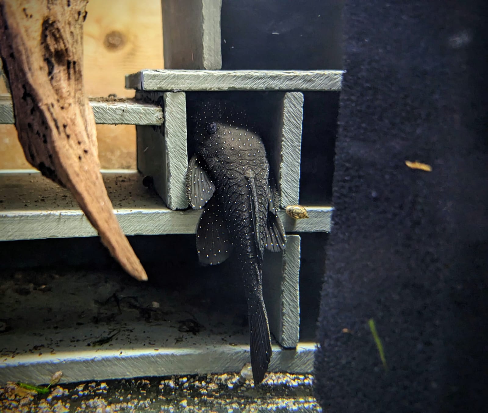 Peppermint Ancistrus L181