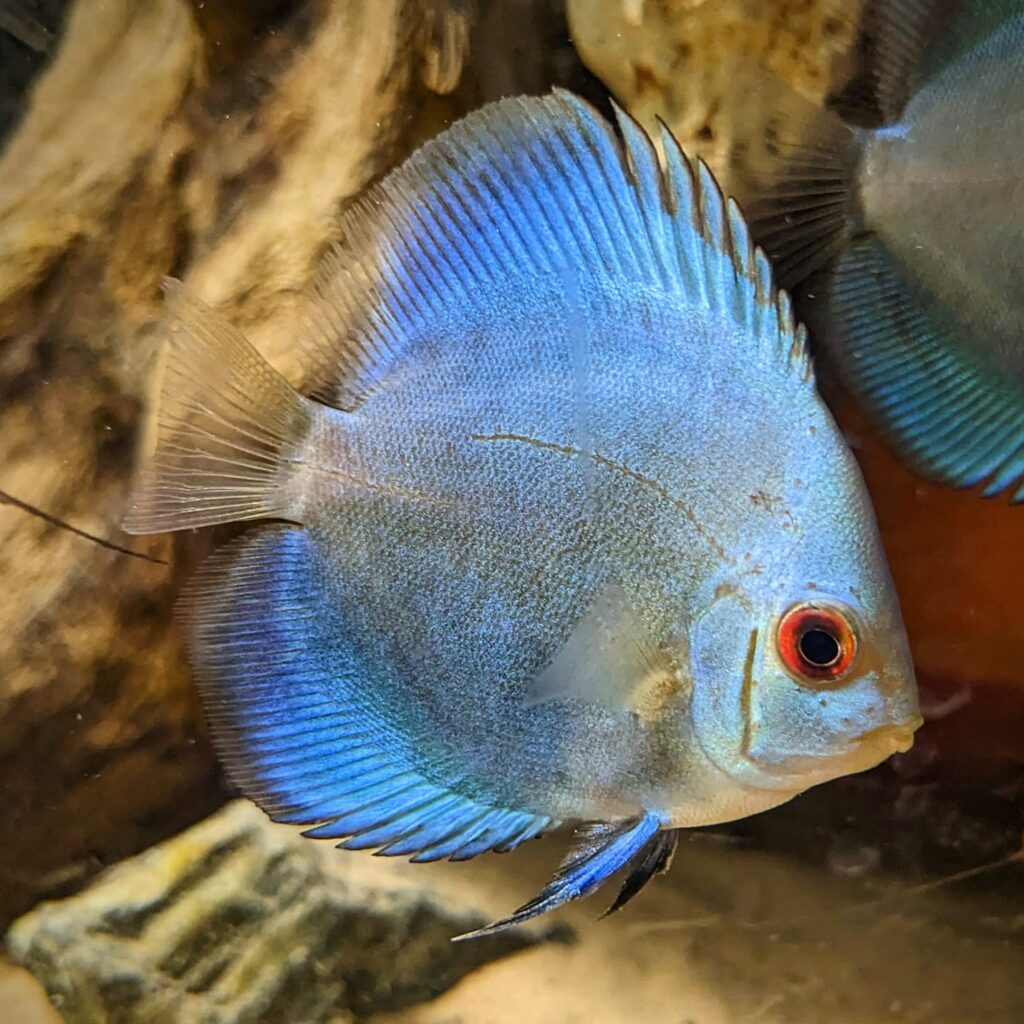 Diamond Blue Discus 4'