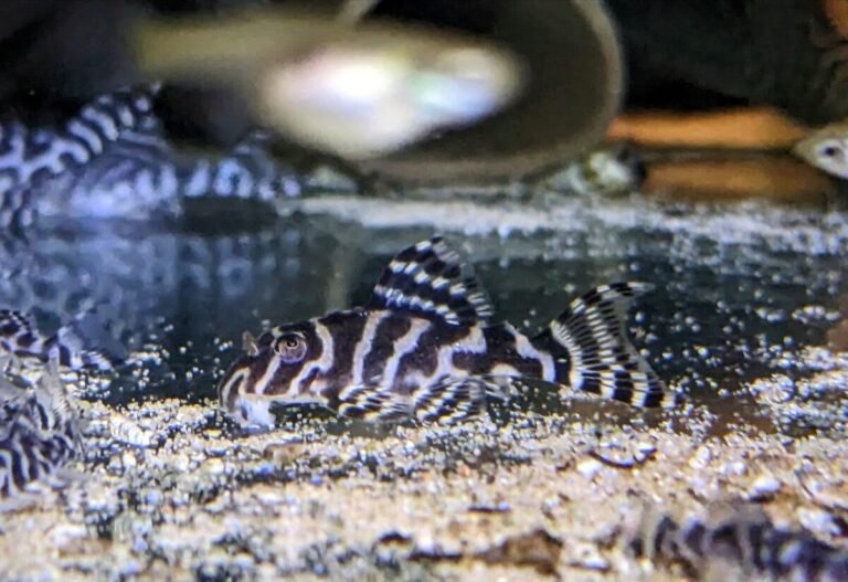 Buy Tropical Fish Online | Only Fins