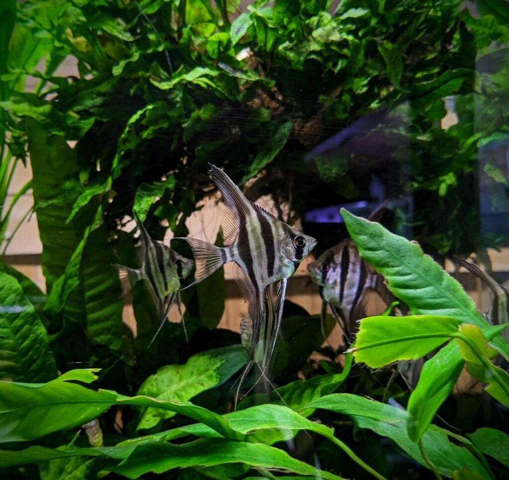 Buy Tropical Fish Online | Only Fins