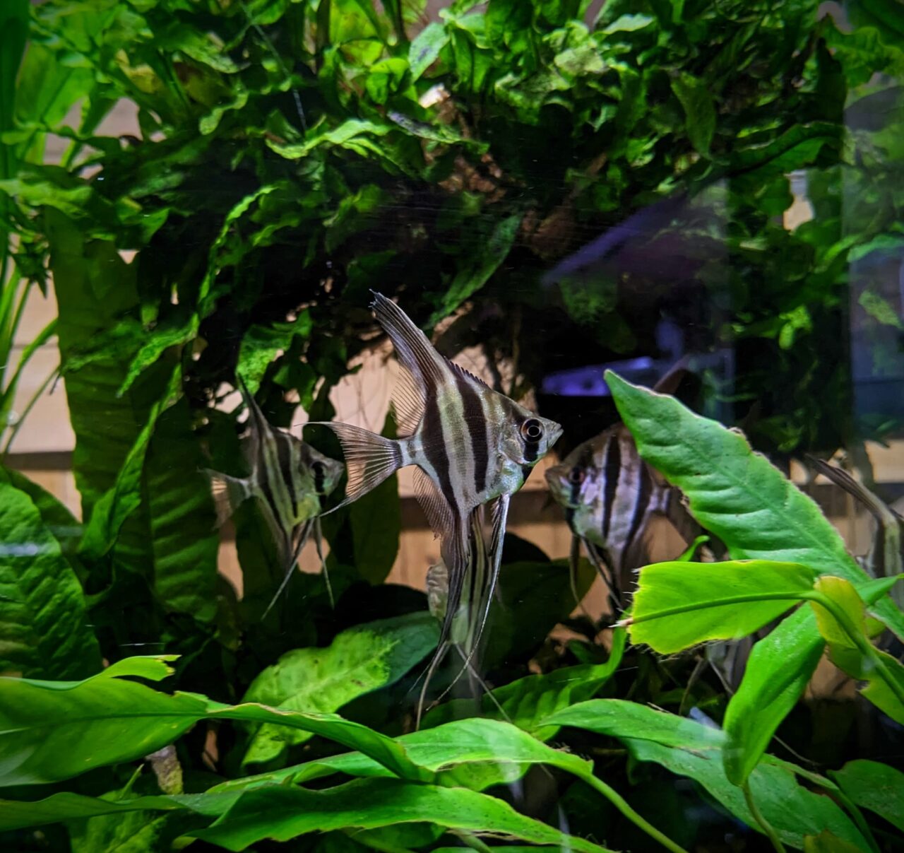 Buy Tropical Fish Online | Only Fins