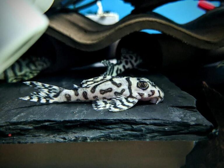 Buy Tropical Fish Online | Only Fins