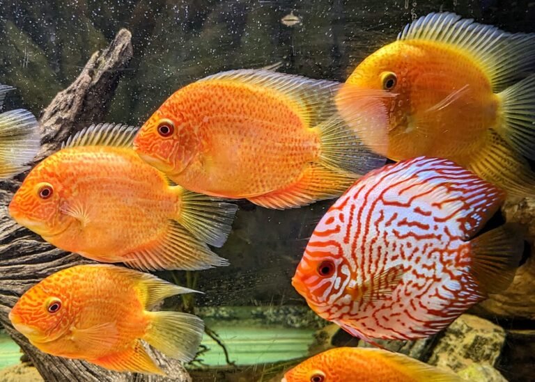 Buy Tropical Fish Online | Only Fins