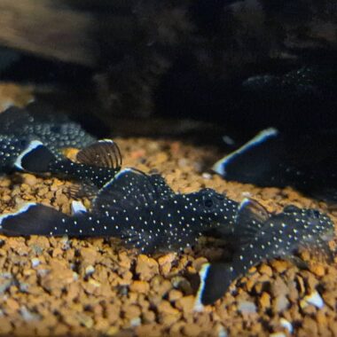 L183 Starlight Pleco