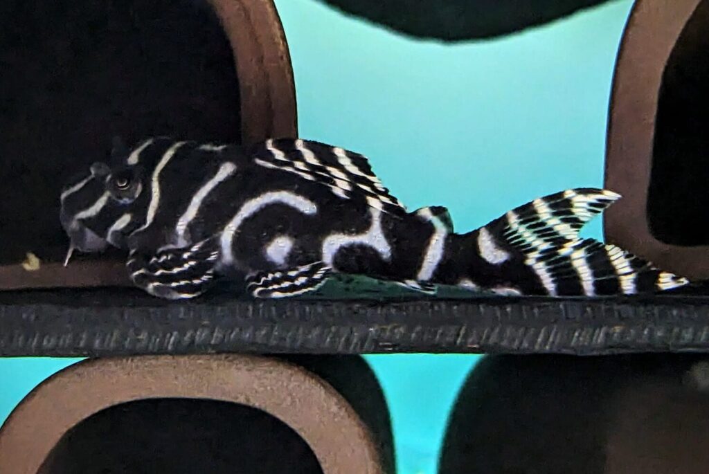 The Unique L236 RB Line Pleco | Only Fins