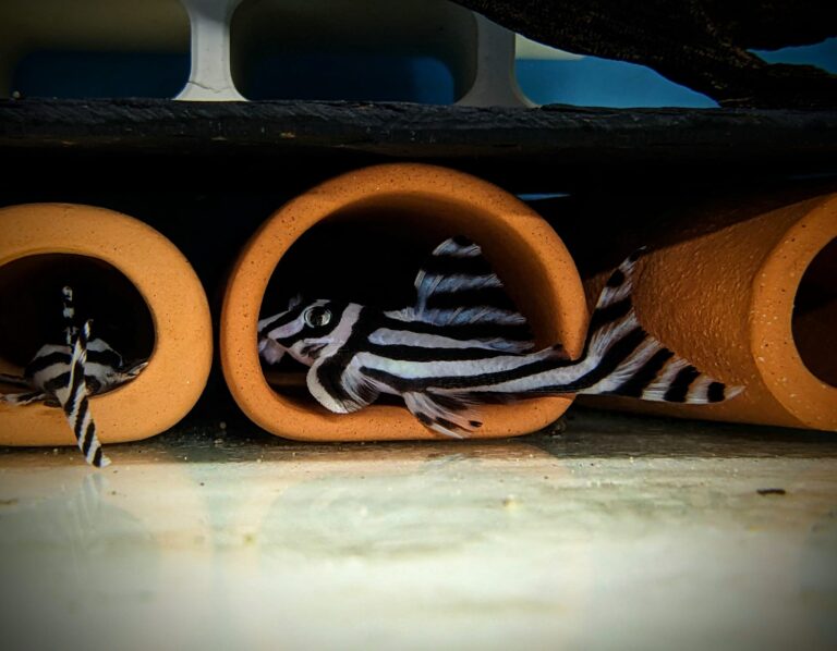 Buy Tropical Fish Online | Only Fins