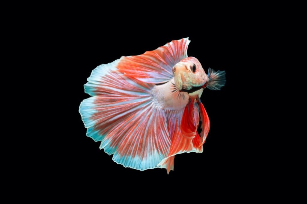 About Us - Only-Fins: Your Trusted Aquatic Experts in Staffordshire