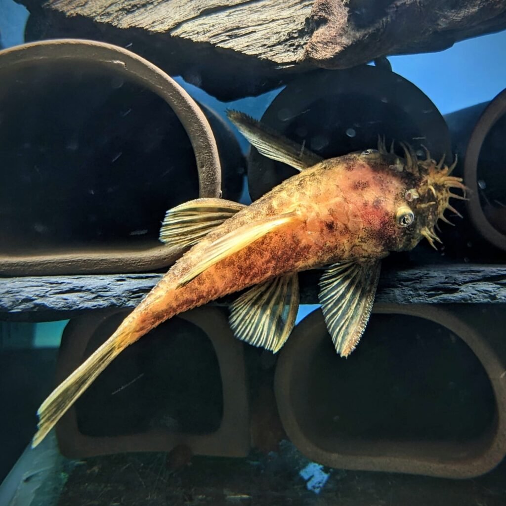Calico Bristlenose Pleco