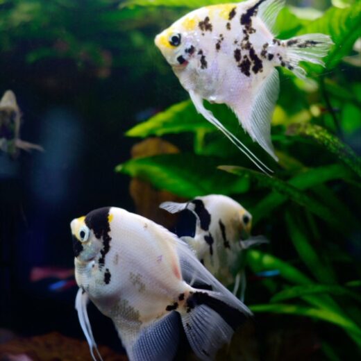 About Us - Only-Fins: Your Trusted Aquatic Experts in Staffordshire