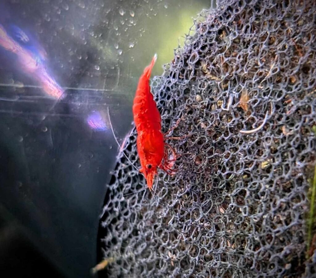 Bloody Mary Shrimp