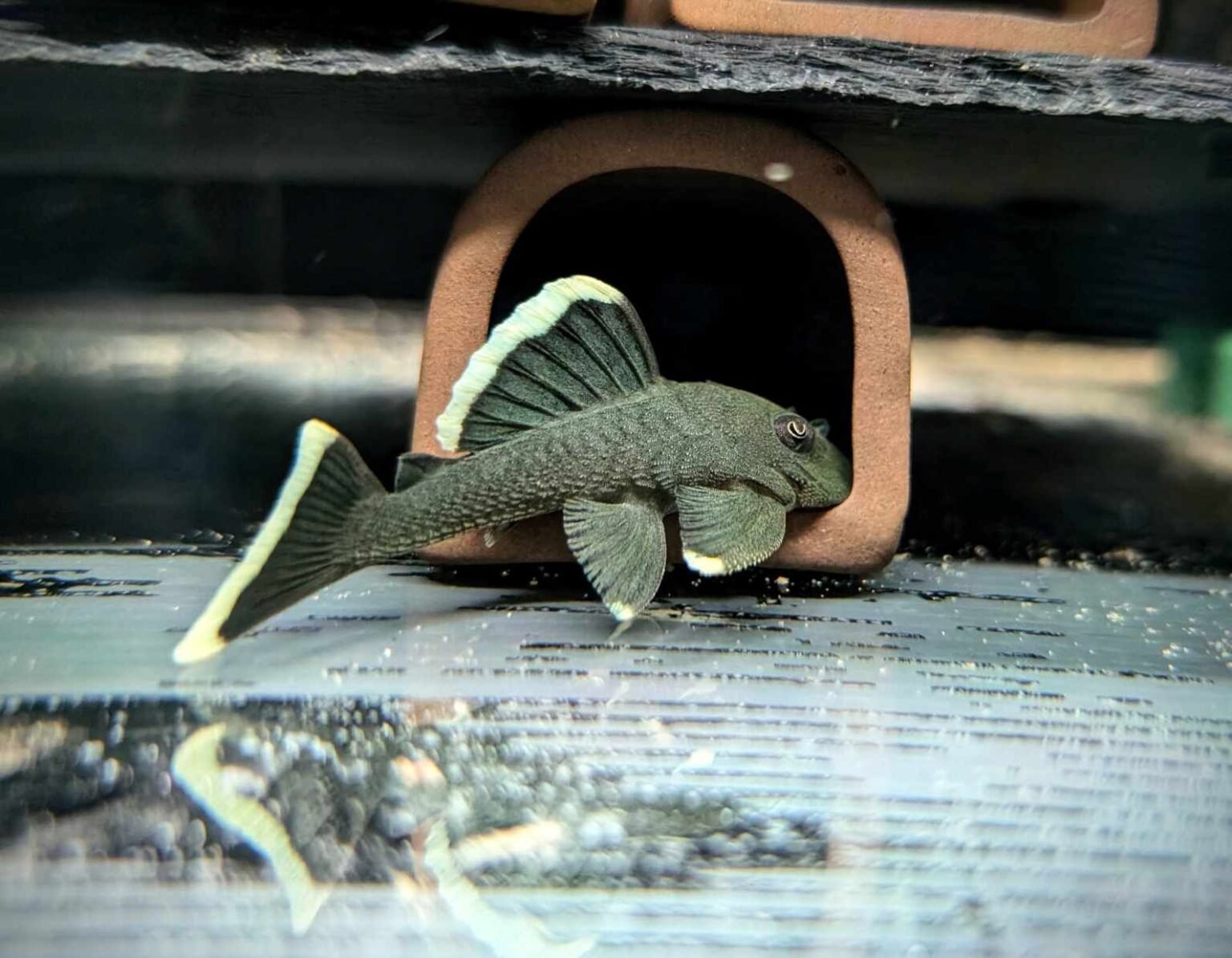 L Number Pleco Archives